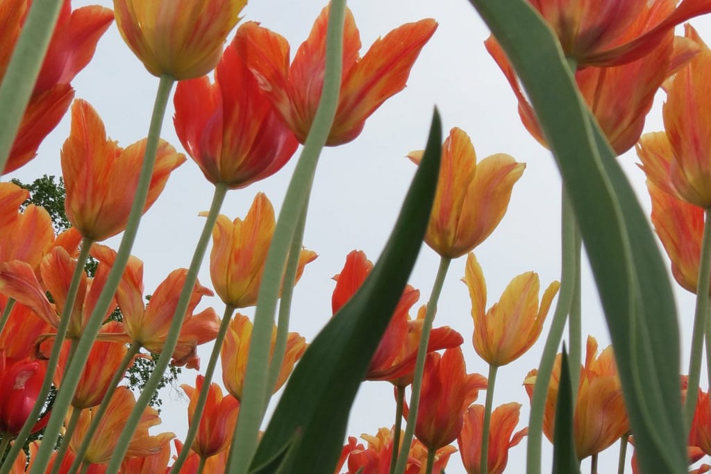 3 Ways to Make Cool Photos - R.J. Catlin